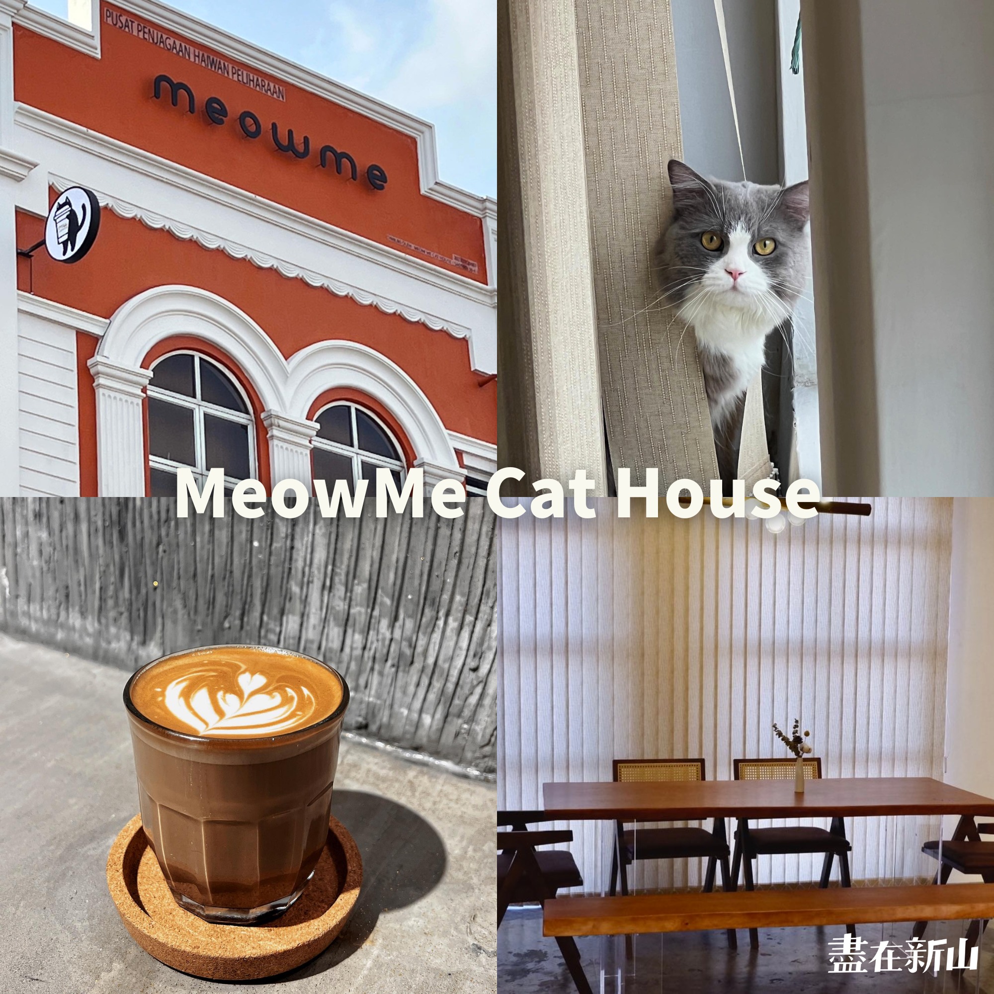 撸猫自由！盘点新山6家猫咪Cafe · 爱猫人士会不会想回家！ - DISCOVER JB // 盡在新山 | 新山美食 新山最新资讯